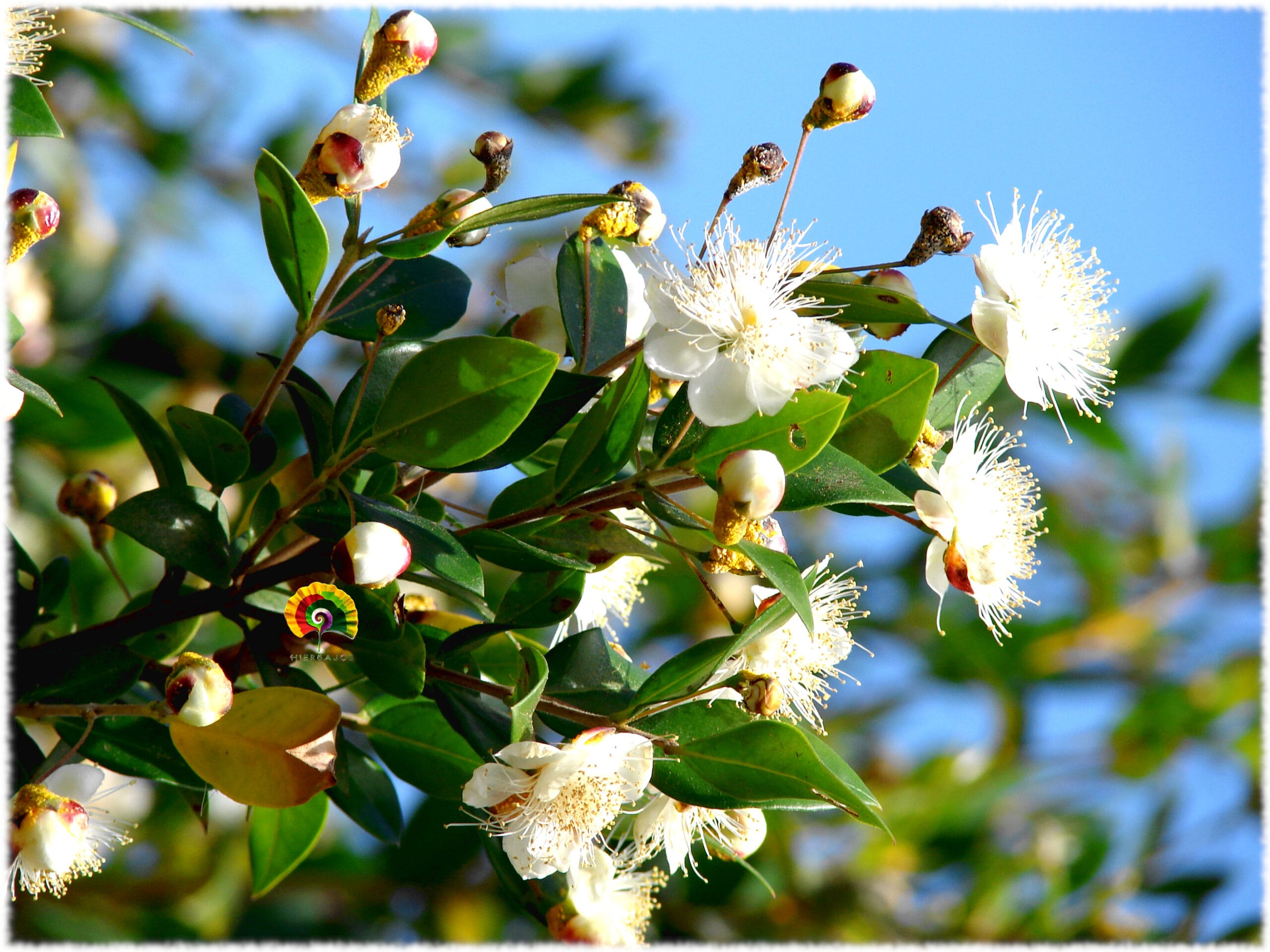 Planta de Mirto – Myrtus communis
