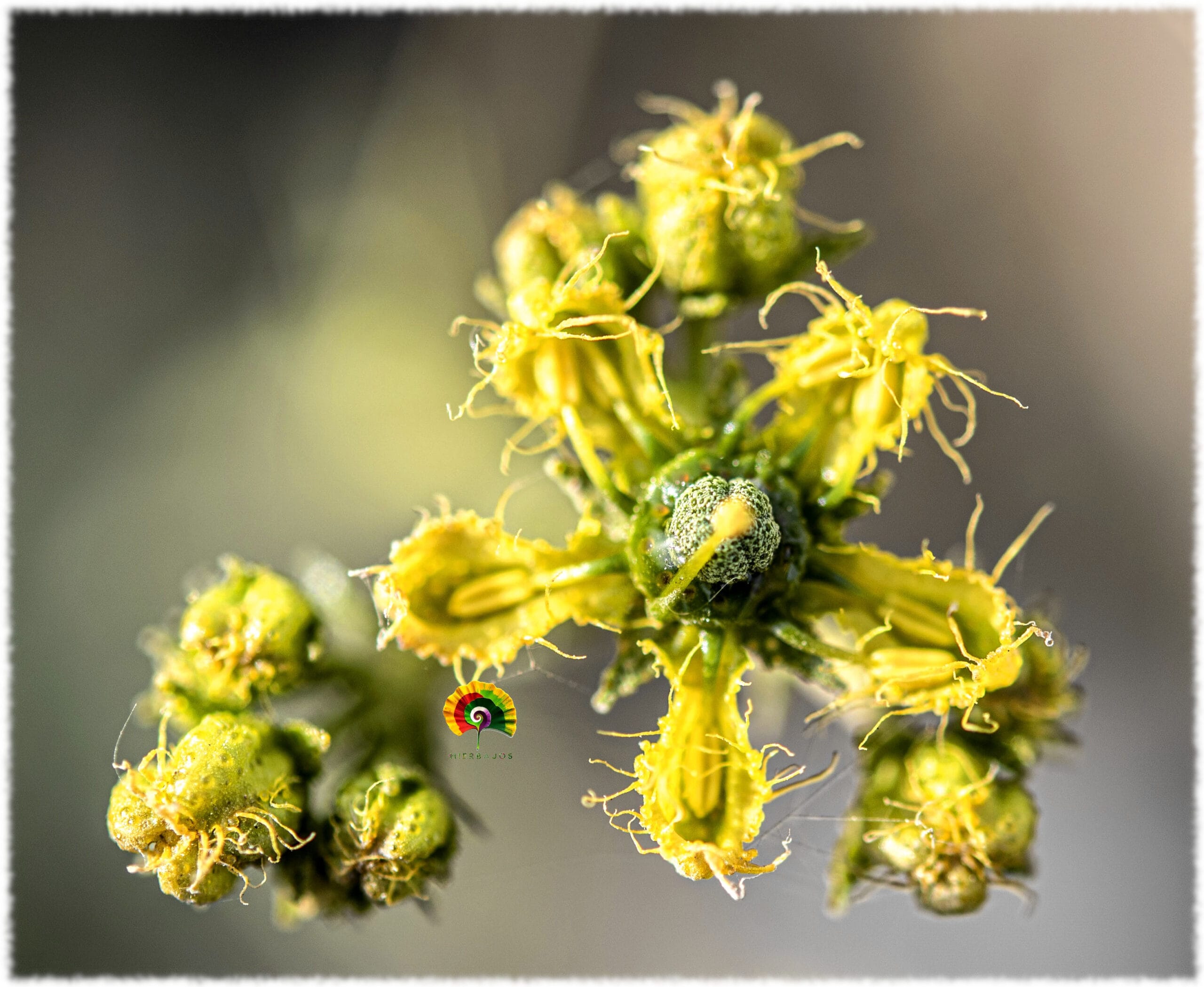 Ruda Silvestre – Ruta angustifolia – 300 semillas