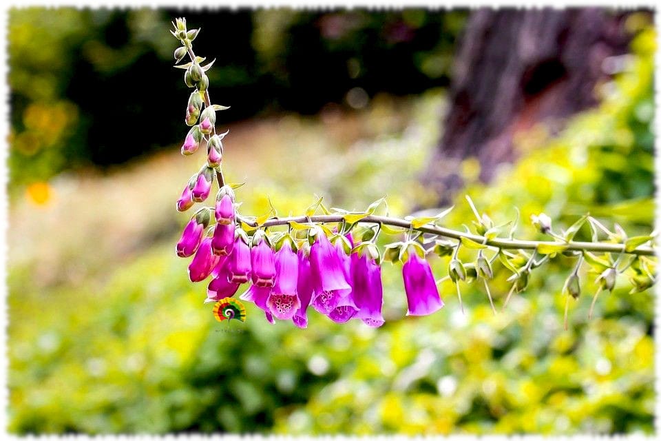 Digital – Digitalis purpurea – 5000 semillas