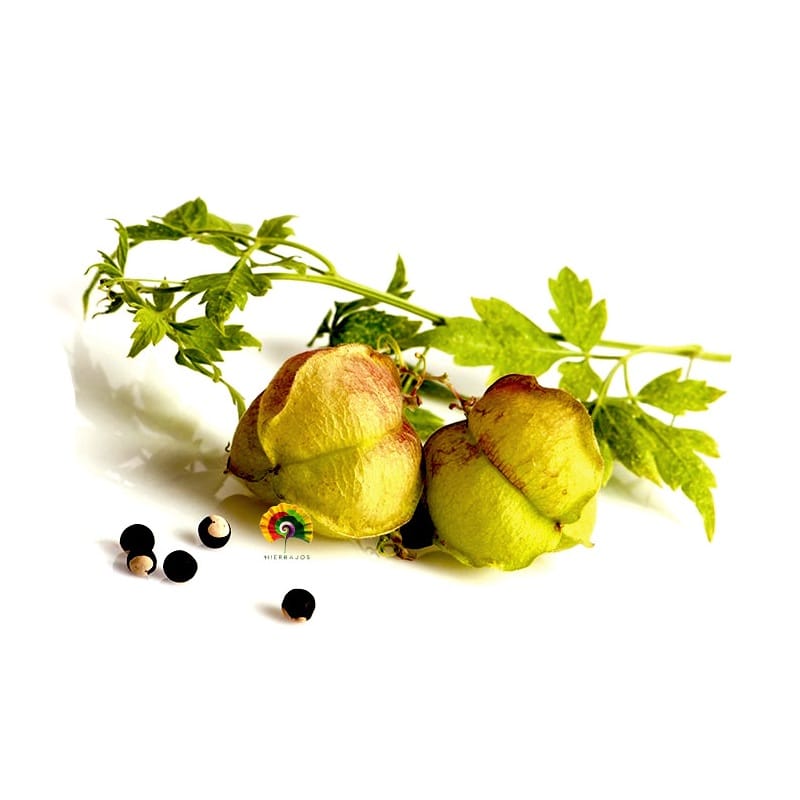 Enredadera del corazón – Cardiospermum halicacabum – 15 semillas