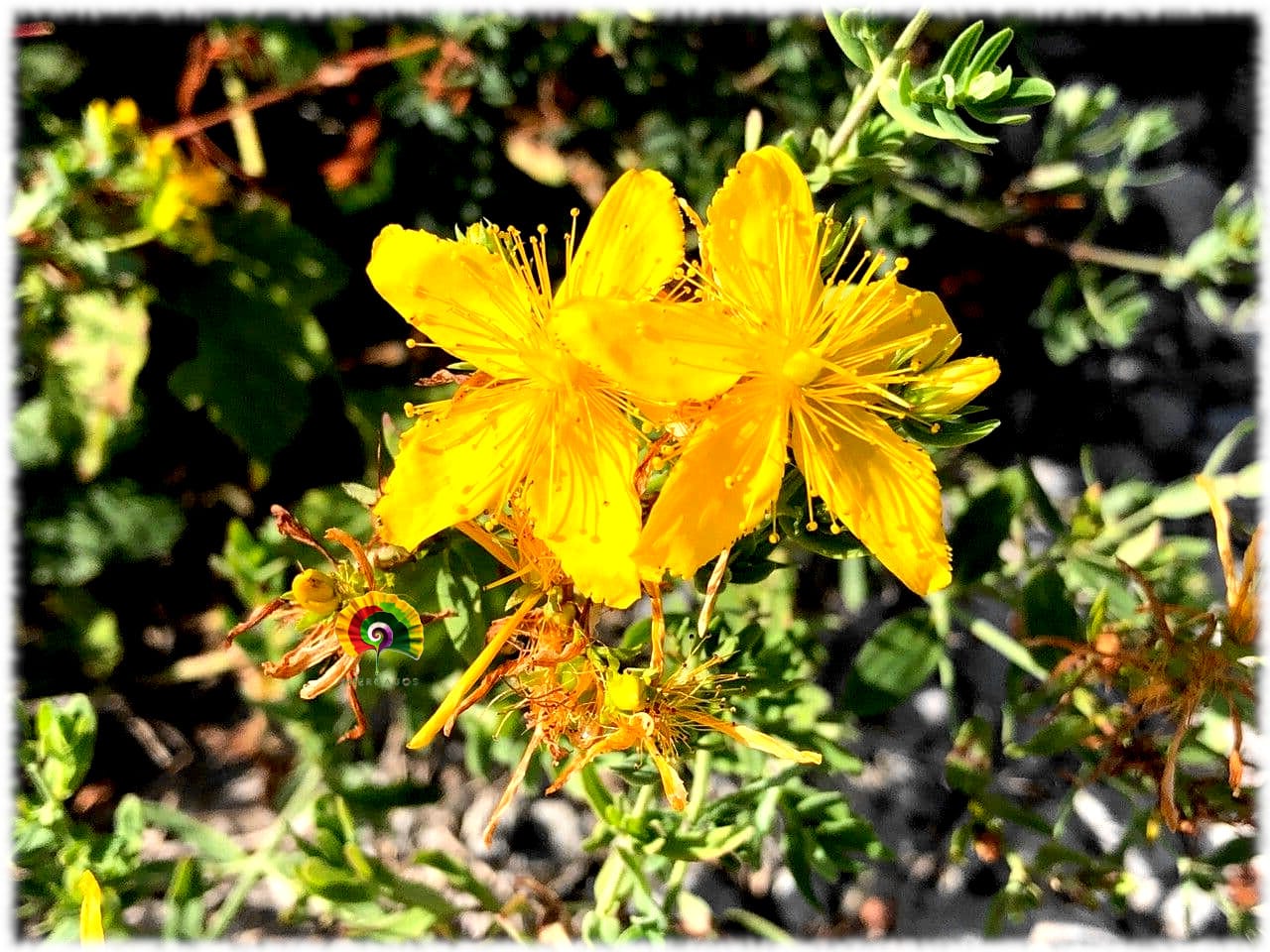 Hipérico – Hypericum perforatum – 1000 semillas