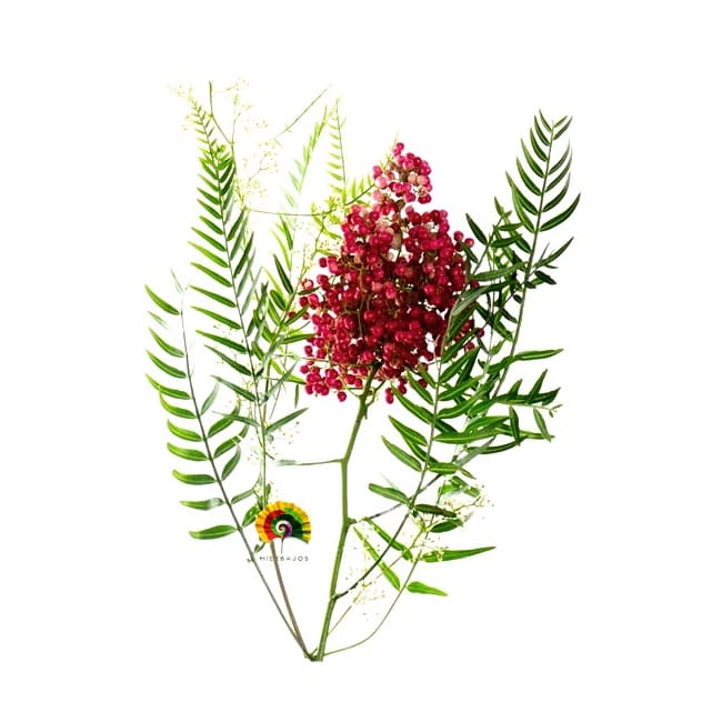 Planta Falso pimentero – Schinus molle