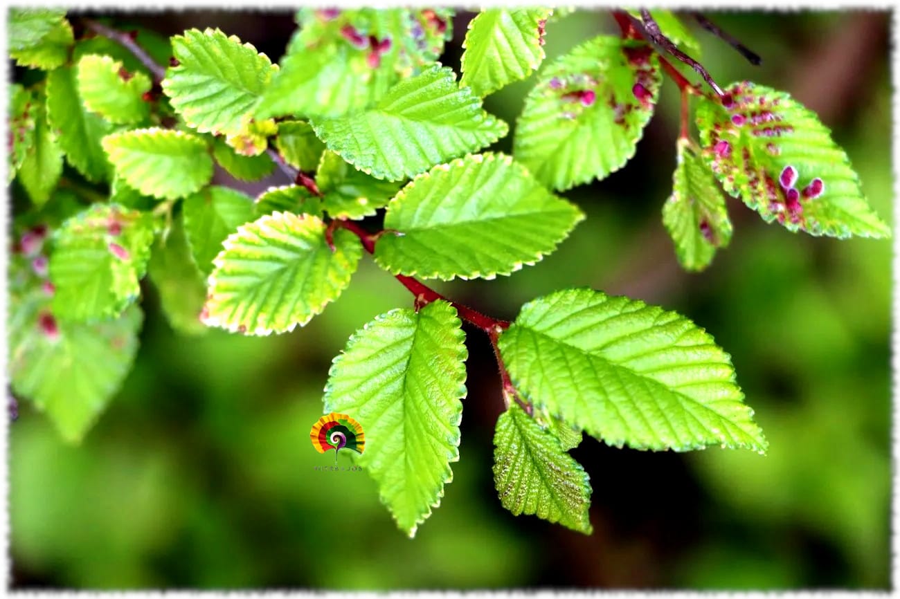 Planta Ulmus minor – Olmo