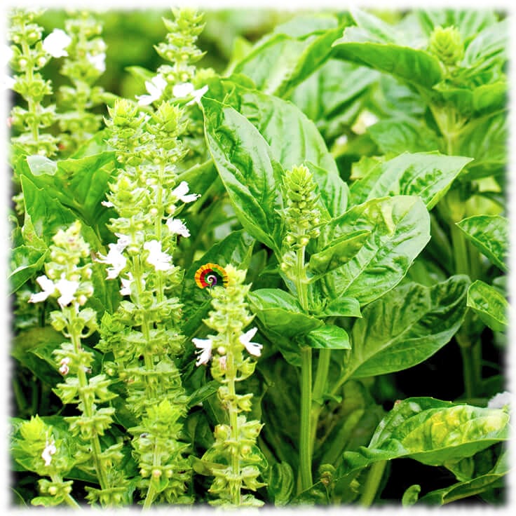 Albahaca Limón – Ocimum × citriodorum – 500 semillas