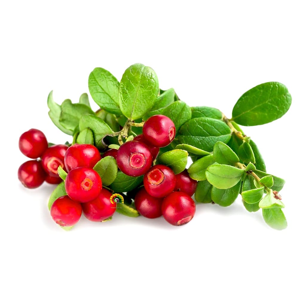 Gayuba – Arctostaphylos uva ursi – 100 semillas